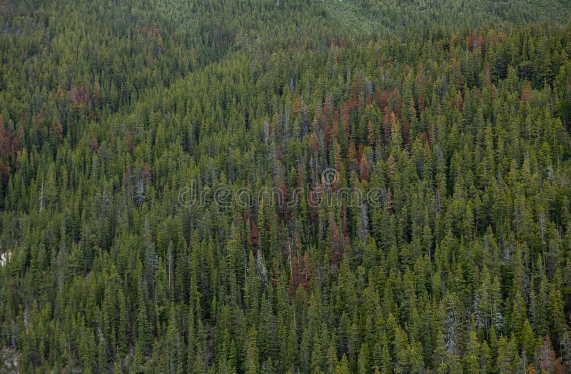Aerial Shot of Pine Tree Forest in Banff Canada Stock Photo - Image of ...