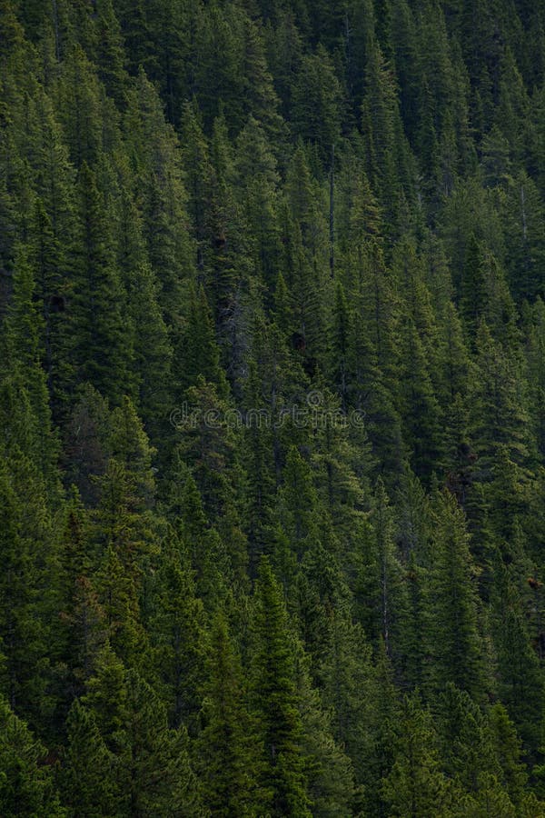 Aerial Shot of Pine Tree Forest in Banff Canada Stock Photo - Image of ...