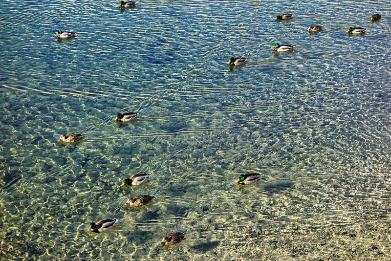 Aerial Shot of Pure Lake Water with Ducks on Its Surface Stock Image ...