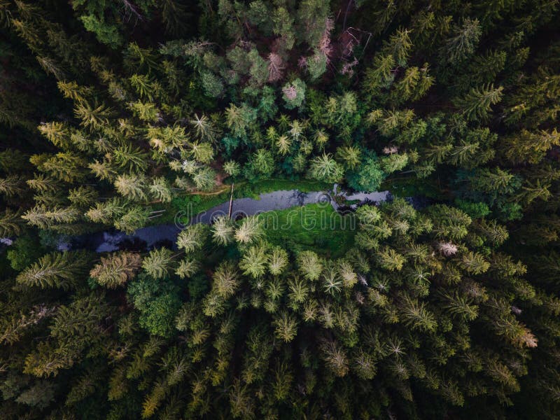 Aerial Shot of a River Flowing between Pine Trees Stock Photo - Image ...