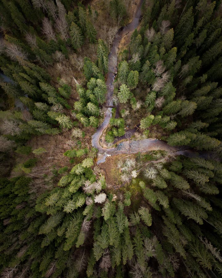 Aerial Shot of the River on the Pine Forest Stock Photo - Image of ...
