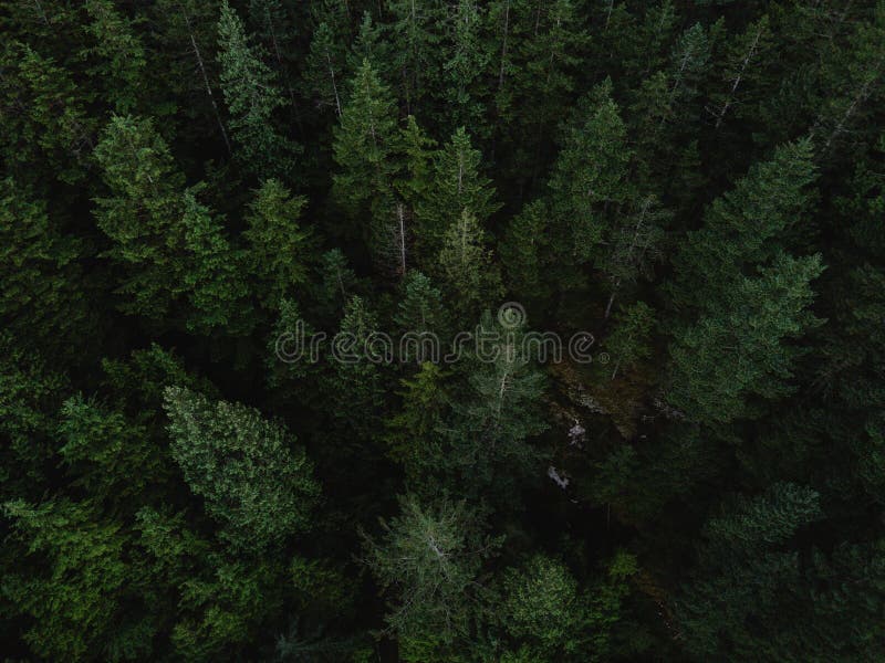 Aerial Shot of Tree Tops in Dense Forest Stock Photo - Image of drone ...