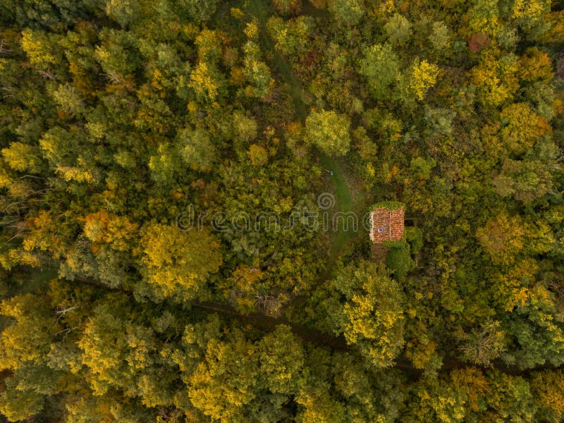 Aerial Shot of Trees on a Greenfield Stock Image - Image of natural ...
