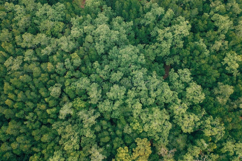 Aerial Shot of a Widespread Evergreen Forest Stock Photo - Image of ...