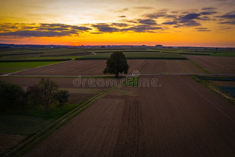 Aerial of a Single Lime Tree in Landscape on Sunset Stock Image - Image ...