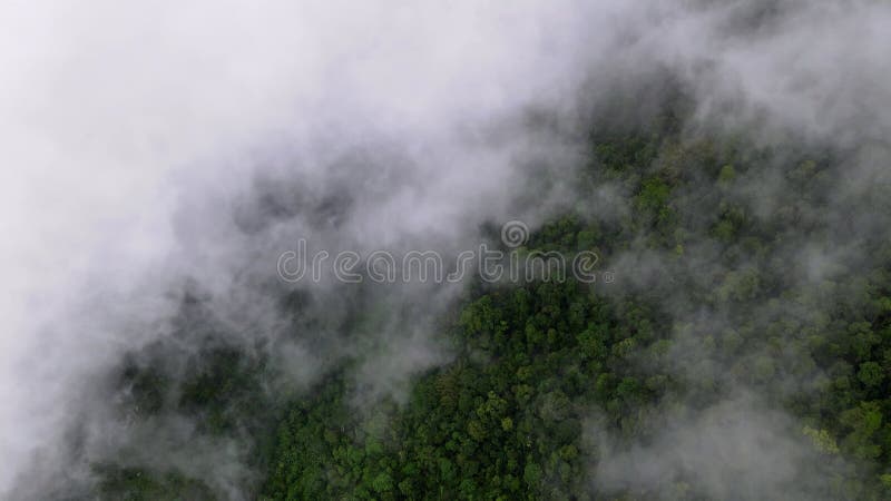 Aerial Sliding View White Thick Cloud Cover Rainforest Stock Video ...