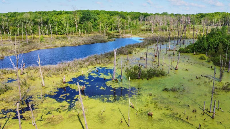 Aerial of Swamp with Green Algae and Dead Tree Trunks Against Green ...