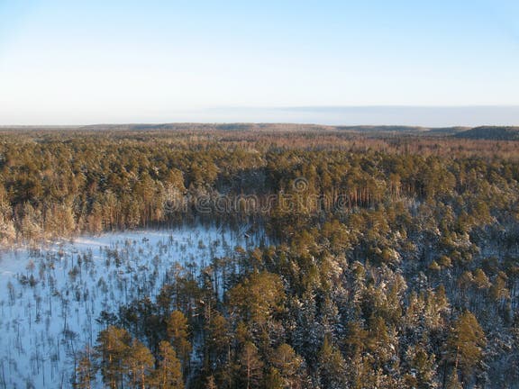 Aerial taiga stock photo. Image of full, shelter, covered - 16762496