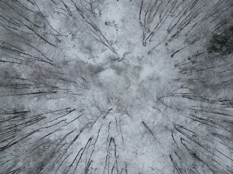 Aerial Top Down of Forest Full with Bare Trees in Winter Stock Image ...