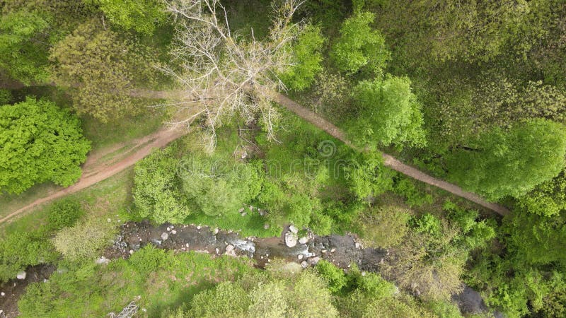 An Aerial Top Down of a Forest with a Path for Walking and a River ...
