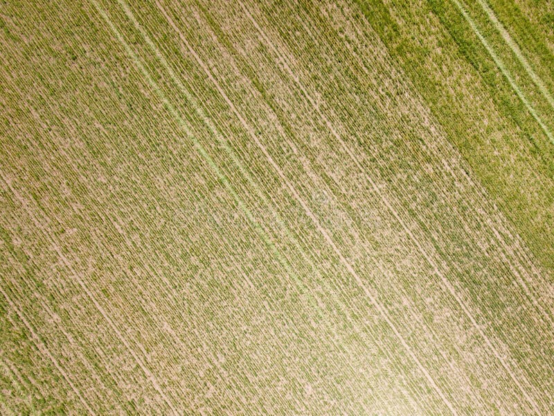 Aerial Top Down Photo of the Crop Field Stock Photo - Image of green ...