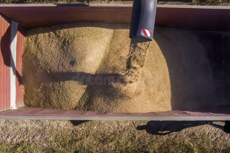 Aerial Top-down of Rice Grains Being Poured into a Container through ...
