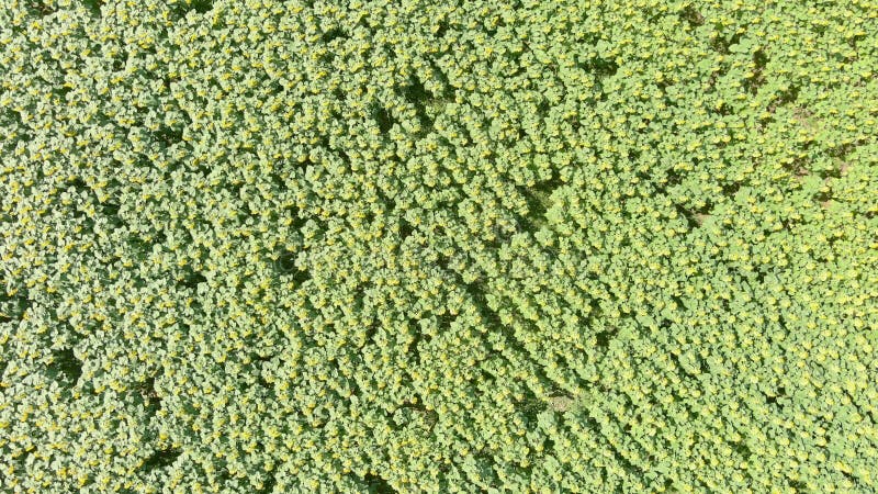 Aerial Top-down Rotating View of Sunflower Field in Summer Afternoon ... Aerial Top-down Rotating View of Sunflower Field in Summer Afternoon ...