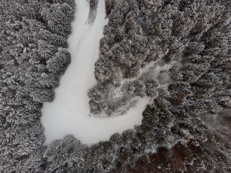 Aerial Top Down Shot of Clearing in Forest in Winter with Snow and Pine ...