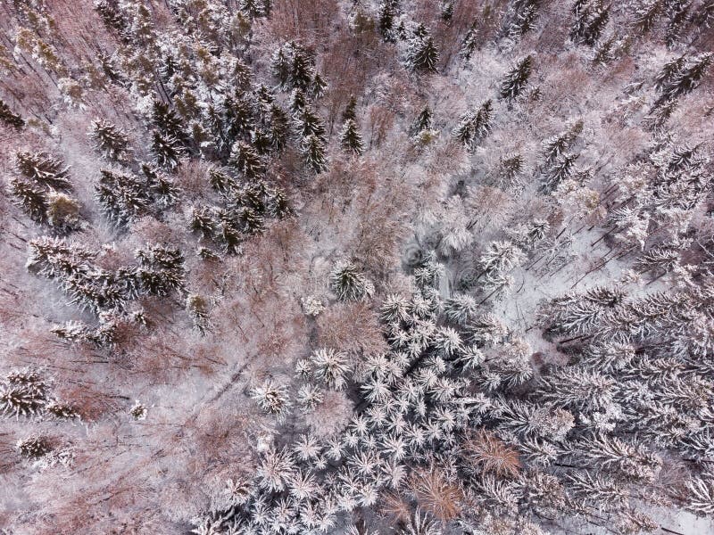 Aerial Top Down Shot of Forest in Winter with Snow and Pine Trees Stock ...