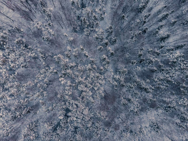Aerial Top Down Shot of Forest in Winter with Snow and Pine Trees Stock ...