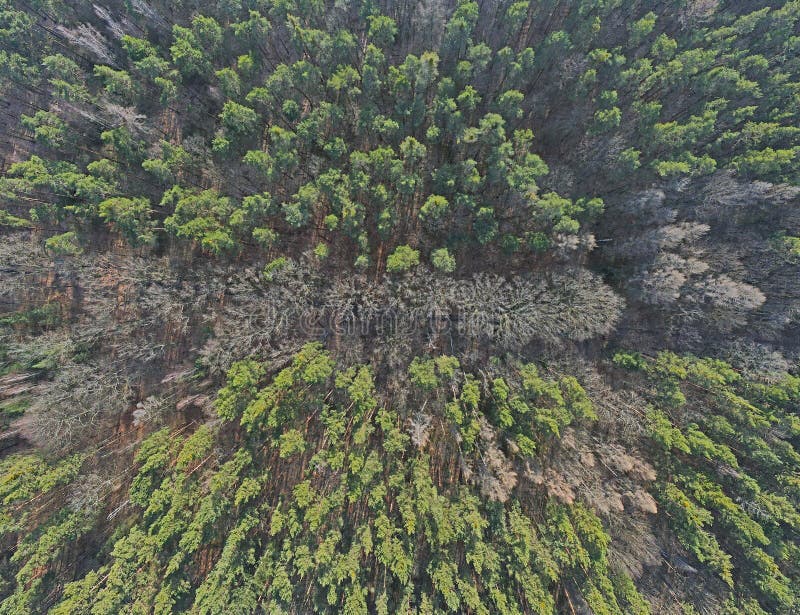 Aerial Top Down of Trees in Forest on a Sunny Spring Day in Berlin ...