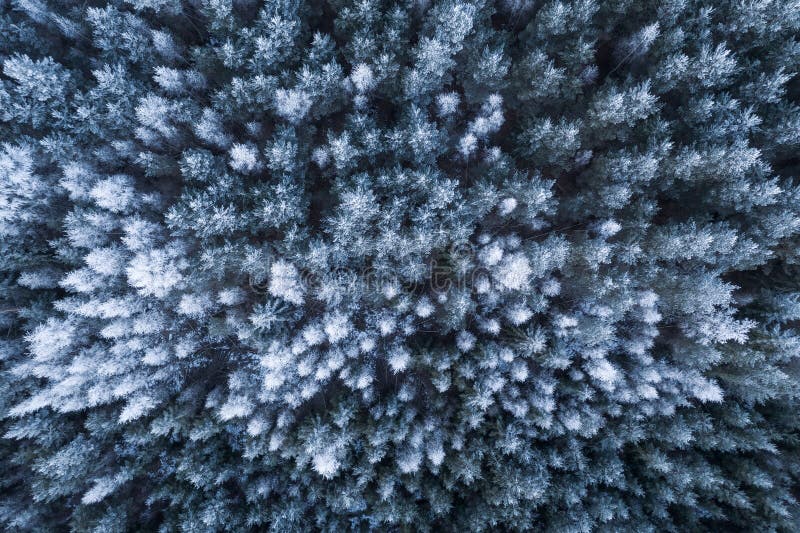 Aerial Top Down View of Boreal Forest Stock Photo - Image of ...