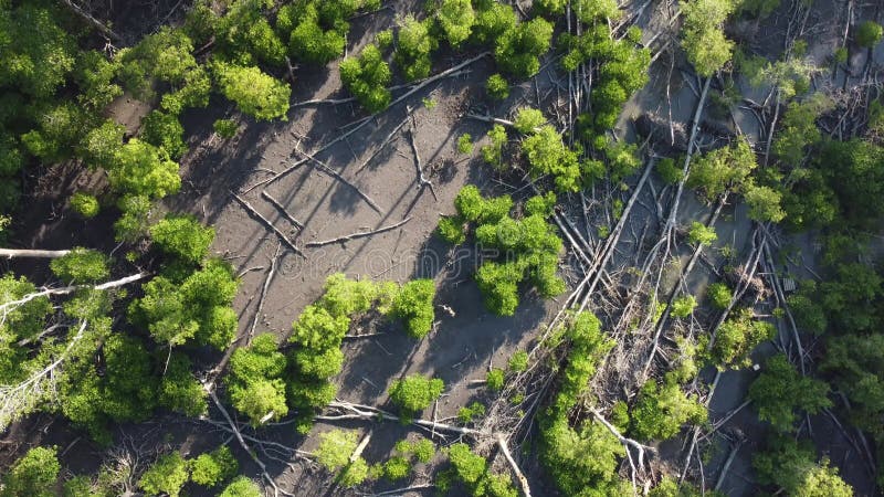 Aerial Top Down View Dead Mangrove Tree Stock Video - Video of ...