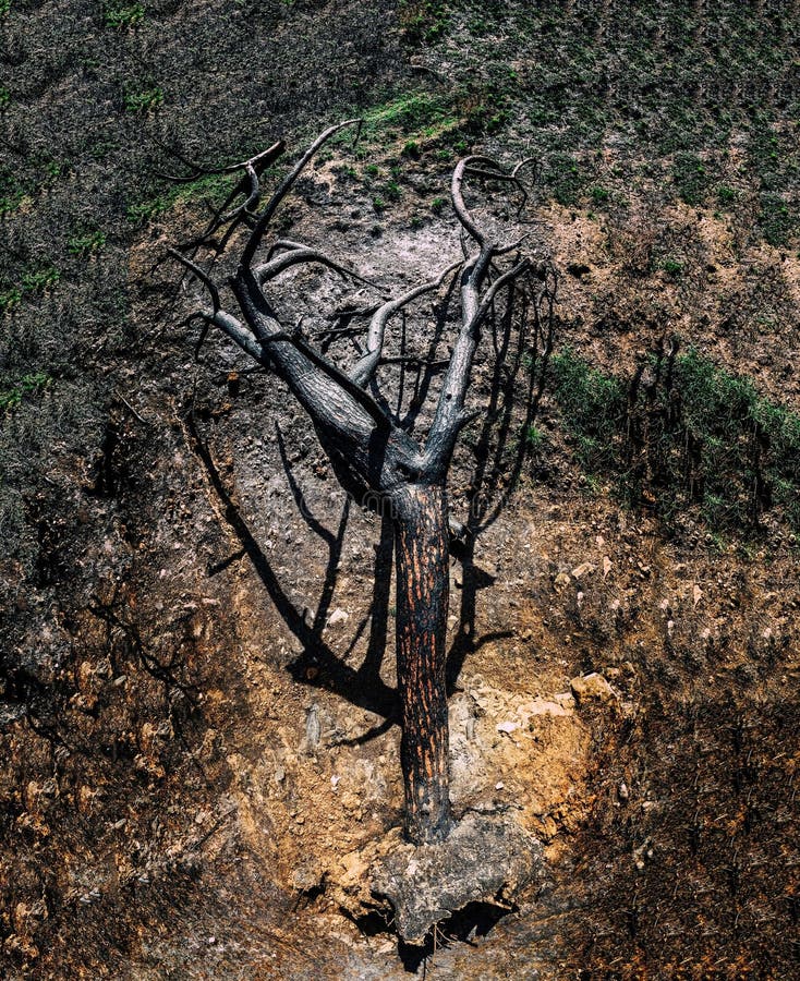 Aerial Top Down View of a Fallen Tree Burnt Oak Following a Forest Fire ...