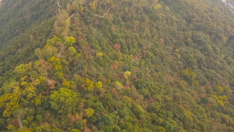 The Aerial Top Down View of a Green Forest Stock Image - Image of ...