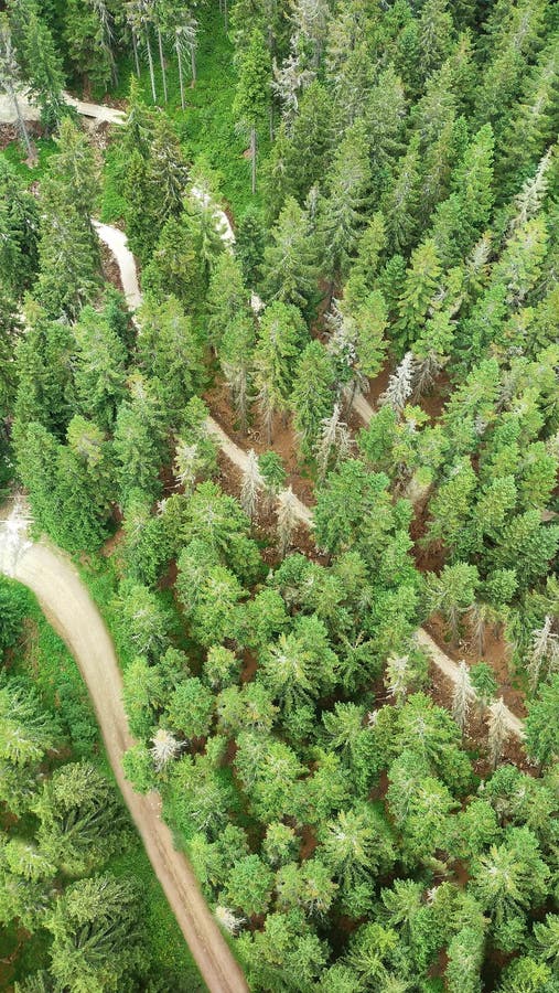 Aerial Top Down View of Green Forest Stock Image - Image of landscape ...