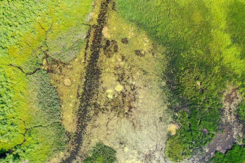 Aerial Top Down View of Green Grass and Water in Marsh Wetland Stock ...