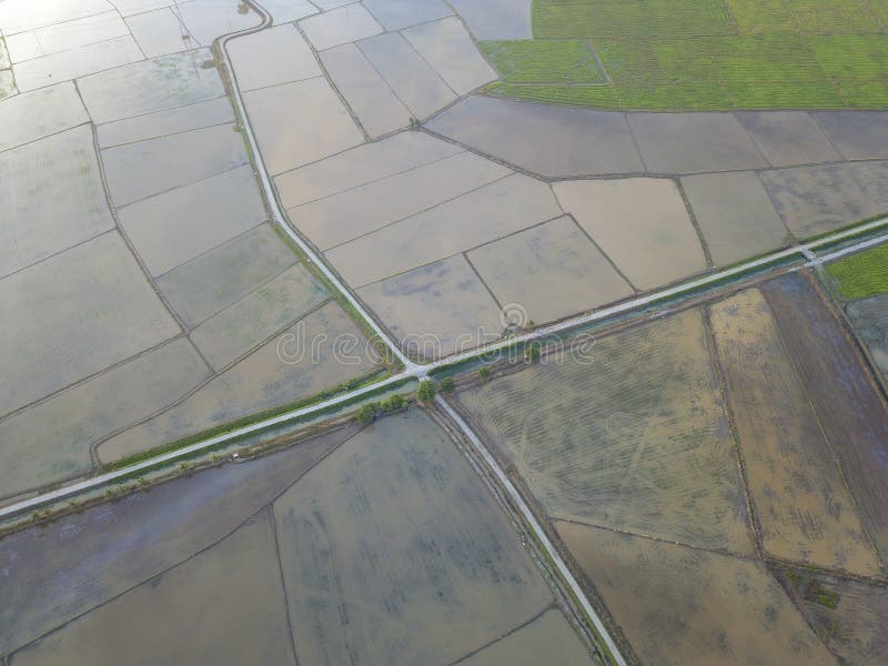 Aerial Top Down View Junction at Paddy Field Stock Image - Image of ...