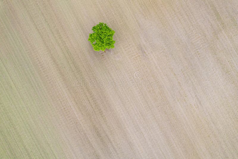 Aerial Top Down View of a Single Tree in Open Farmland Agricultural ...