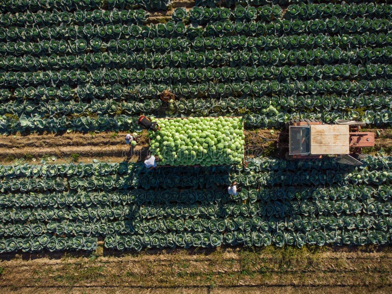 Aerial Top Down View of Tractor and Trailer of Cabbage in Field ... Aerial Top Down View of Tractor and Trailer of Cabbage in Field ...