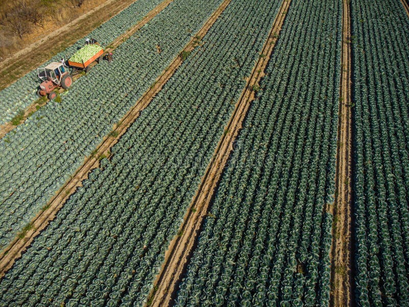 Aerial Top Down View of Tractor and Trailer of Cabbage in Field ... Aerial Top Down View of Tractor and Trailer of Cabbage in Field ...