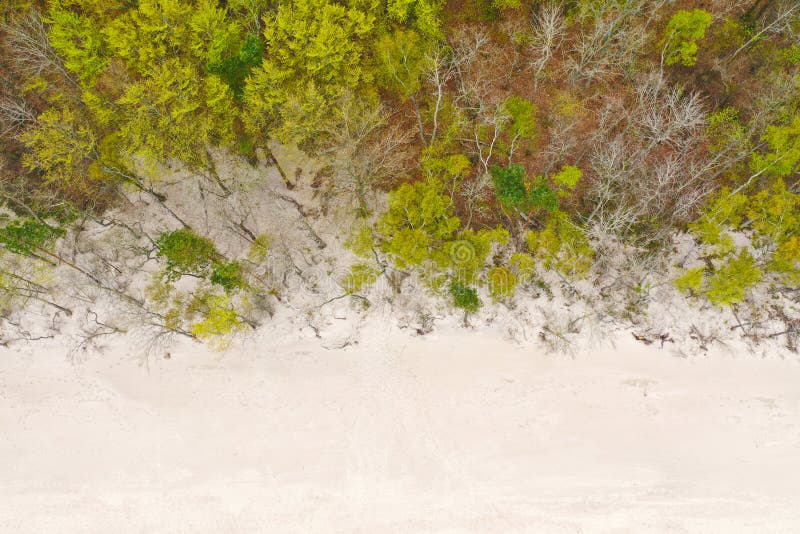 Aerial Top Down View on White Clean Sand Beach and Deciduous Forest ...