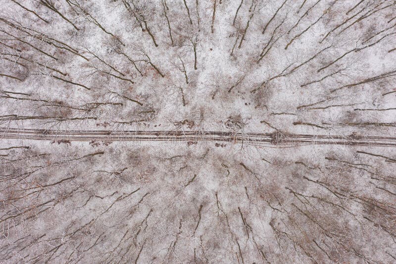 Aerial Top Down View about Winter Forest. Trees in the Snow. Stock ...
