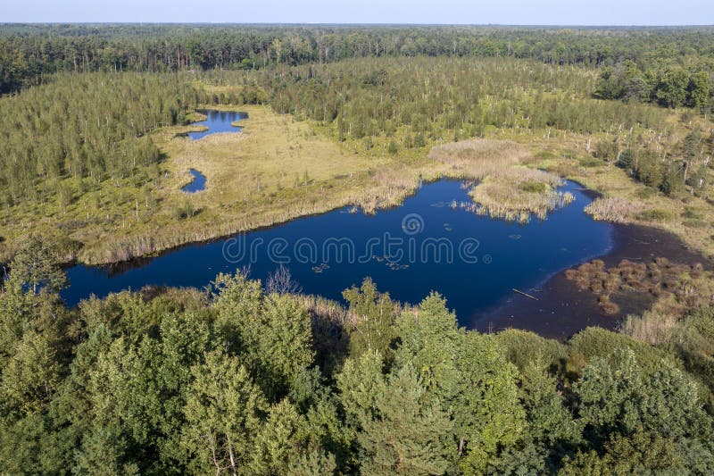 Aerial Top Drone View of Swamp Area Stock Photo - Image of nature, path ...