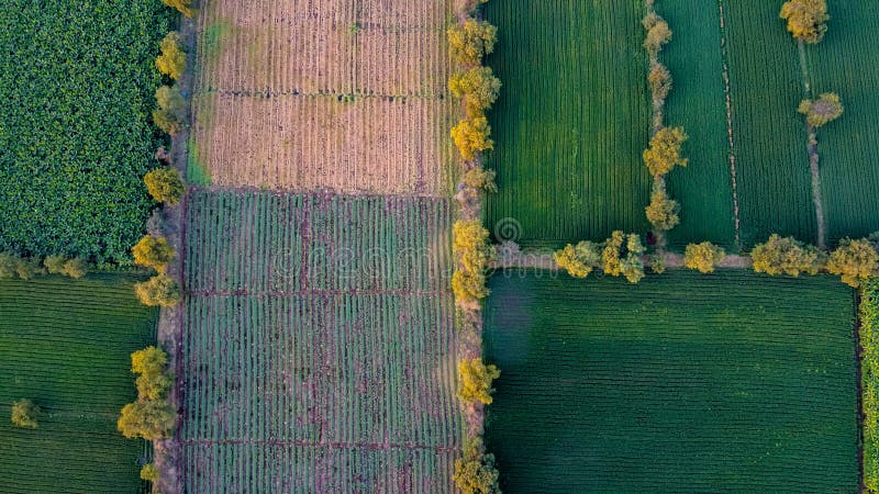 Aerial Top View of Agriculture Field Stock Image - Image of fields ...