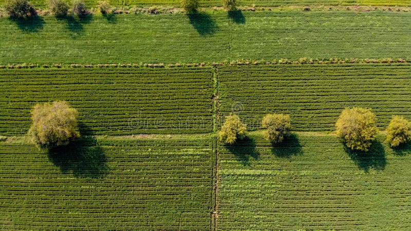 Aerial Top View of Agriculture Field Stock Photo - Image of grass ...