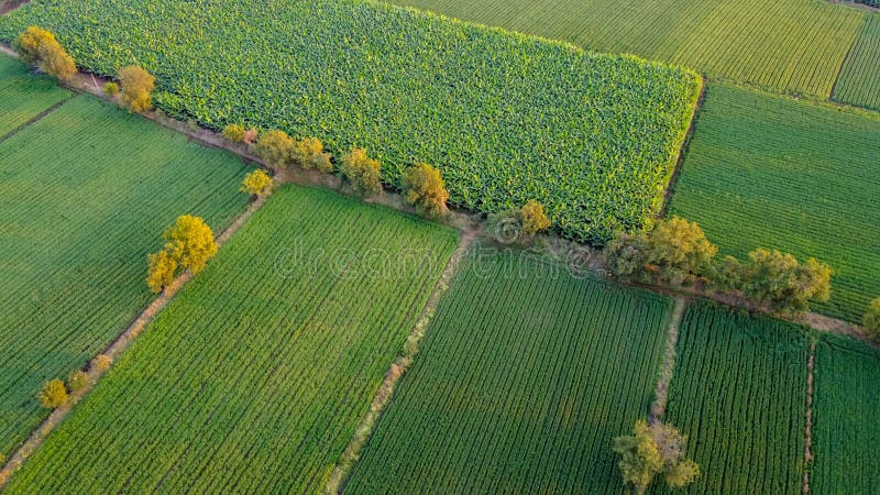 Aerial Top View of Agriculture Field Stock Image - Image of farmer ...