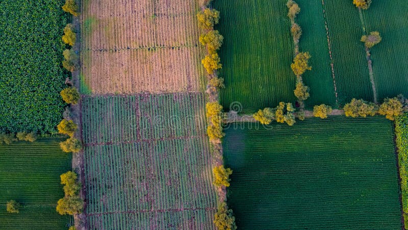 Aerial Top View of Agriculture Field Stock Photo - Image of farmland ...