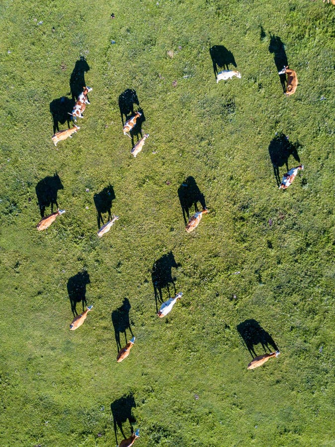 Aerial View On Herd Of Cows Stock Image - Image of aerial, grazing ...