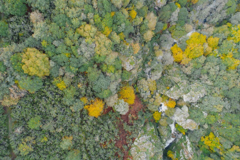 Aerial Top View of a Deciduous Forest in Autumn Stock Image - Image of ...