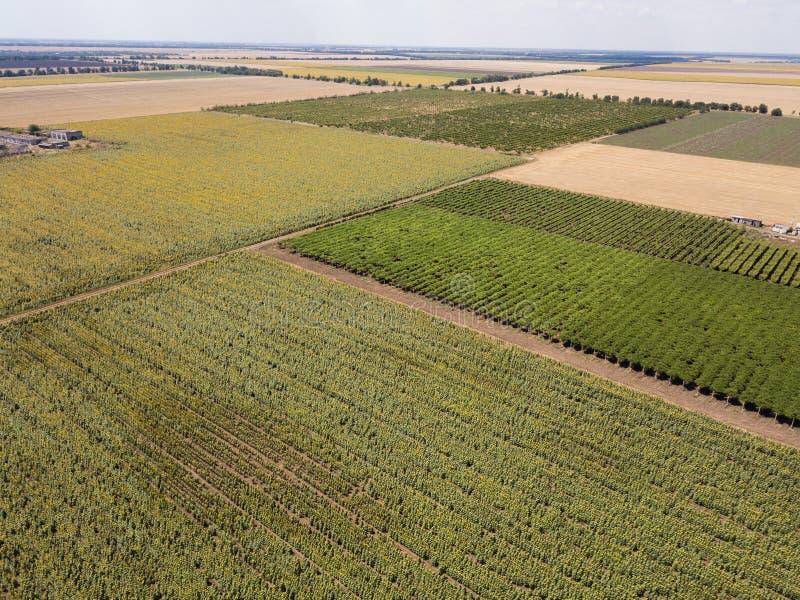 Aerial Top View from Drone To Sunflower and Wheat Fields Stock Photo ...