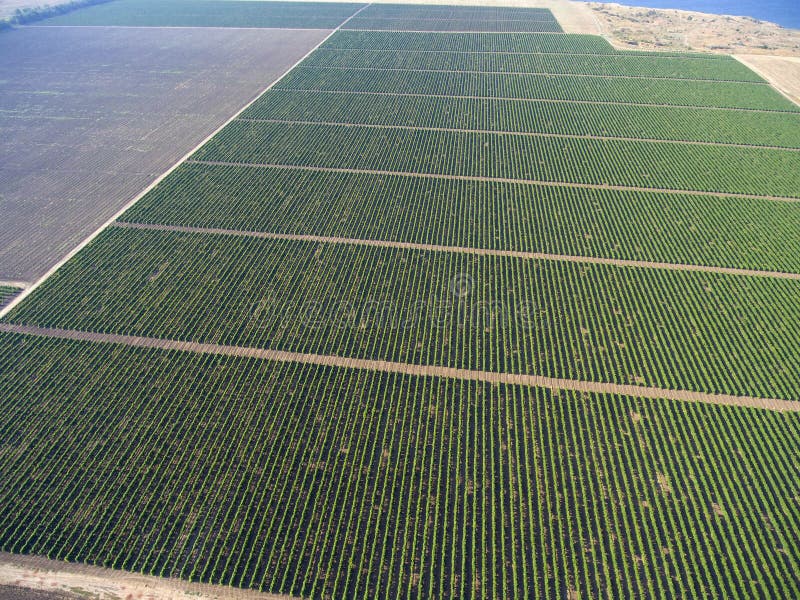 Aerial Top View on Extensive Vineyards Stock Photo - Image of growing ...