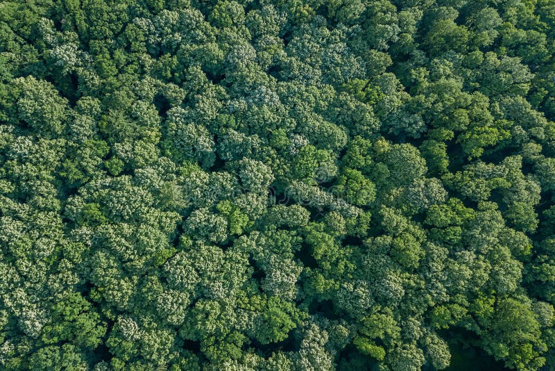 Aerial Top View Forest, Forest View From Above. Stock Photo - Image of ...