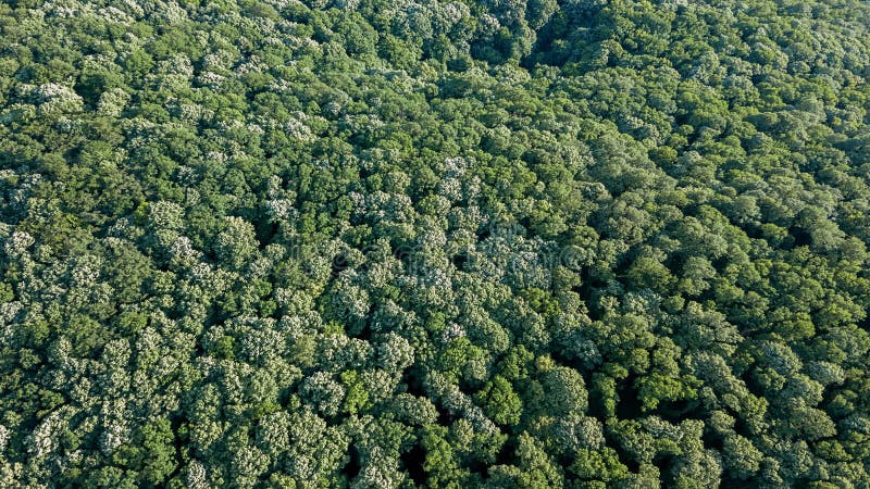 Aerial Top View Forest, Forest View from Above. Stock Photo - Image of ...
