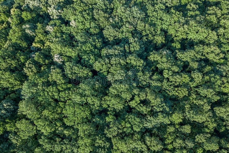 Aerial Top View Forest, Forest View from Above. Stock Photo - Image of ...