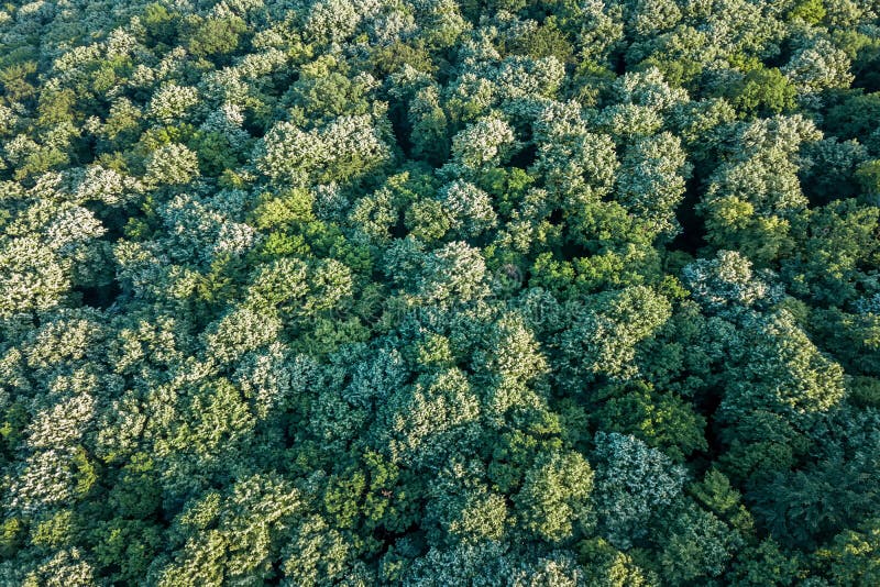 Aerial Top View Forest, Forest View from Above. Stock Image - Image of ...