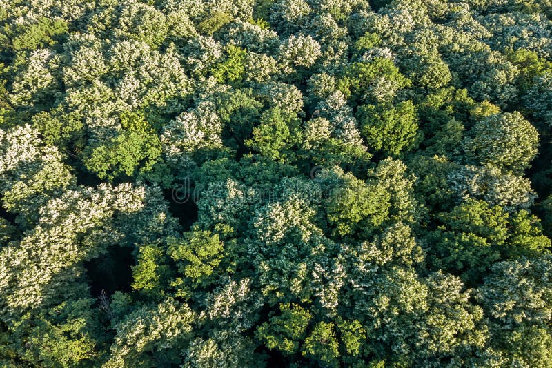 Aerial Top View Forest, Forest View from Above. Stock Photo - Image of ...