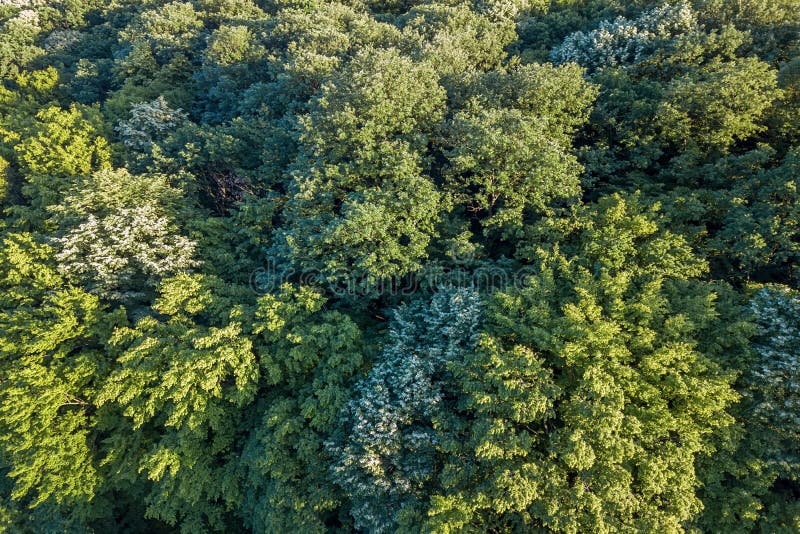 Aerial Top View Forest, Forest View from Above. Stock Image - Image of ...
