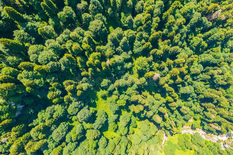 Aerial Top View Forest Coniferous Tree. Gorge with a River in a ...