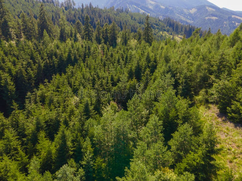 Aerial Top View Forest Coniferous Tree. Rainforest Ecosystem ...